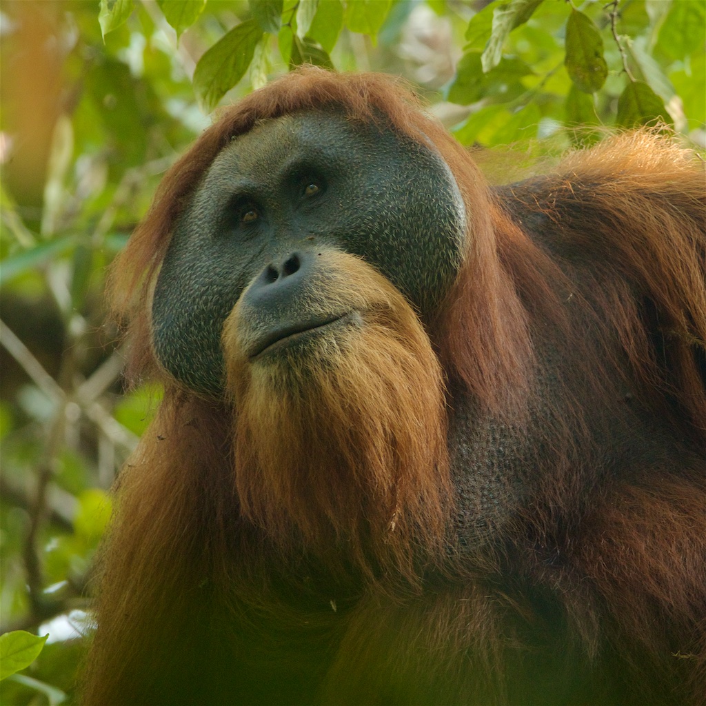 Orangutan Conservation Threats Challenges And Hope